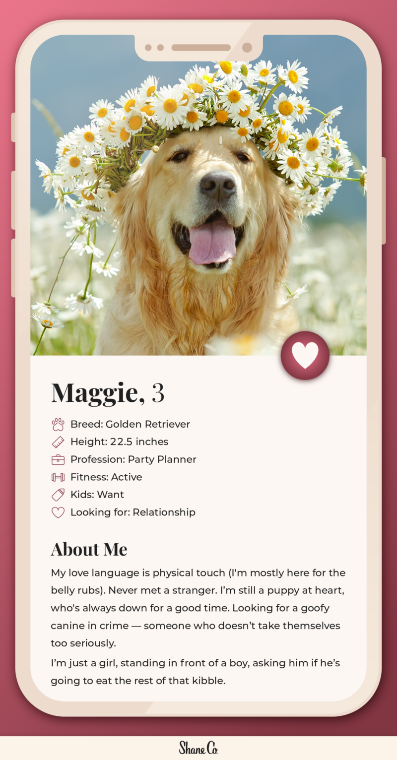 Fictional Dating Profiles of Seven Dog Breeds - The Loupe