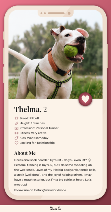 Fictional Dating Profiles of Seven Dog Breeds - The Loupe
